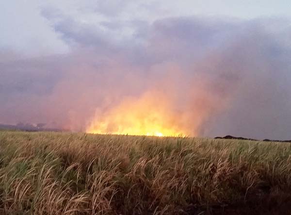 Crews battle blazes in former cane fields | News, Sports, Jobs - Maui News